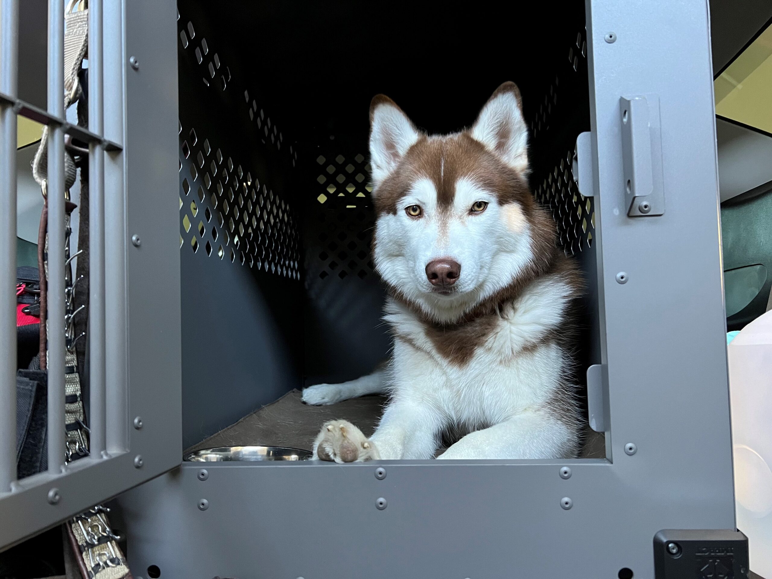Jinx's Journey - A Portrait in Resilience - 4Paws Dog Works